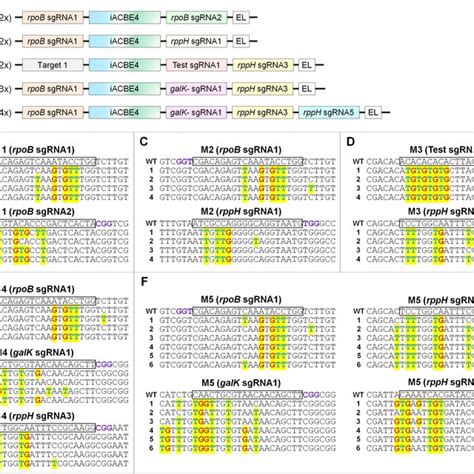 Modified Sgrna Scaffold Esgrna Reduces The Editing Efficiencies Of Download Scientific