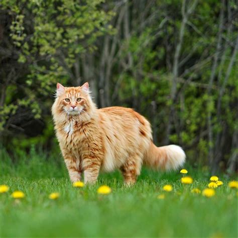 Maine Coon La Raza De Gato Gigante De La Que Todo El Mundo Habla Con