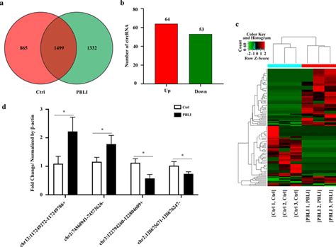 Identification And Validation Of De Circrnas A Numbers Of Circrnas Download Scientific Diagram