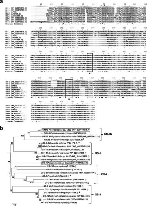 multiple sequence alignment and phylogenetic analysis of gs and gmas