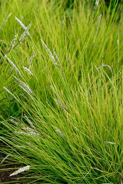 Sesleria Autumnalis Ornamental Grasses Grasses Garden Grass