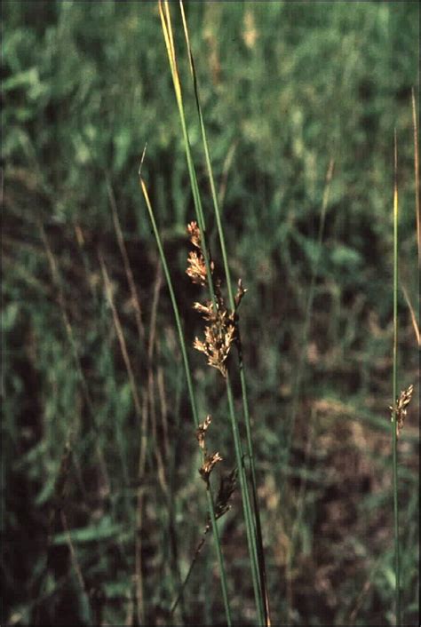 Morwell National Park Species Juncus Subsecundus