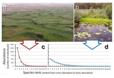Explaining General Patterns In Species Abundance And Distributions