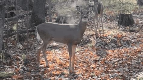 Deer Stomp  Deer Stomp Angry Discover And Share S