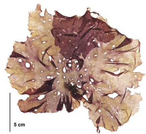 Rhodophyta Porphyra
