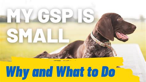 My Gsp Is Small Why And What To Do Houndgames