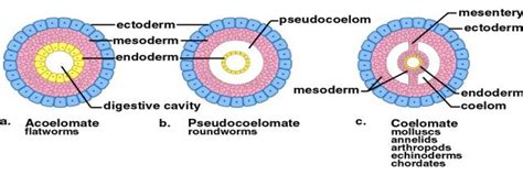 Differentiation Between Acoelomates Pseudocoelomates And Coelomates Your Learning Point