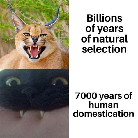 Natural Selection Vs Human Domestication Meme By Memelust Memedroid