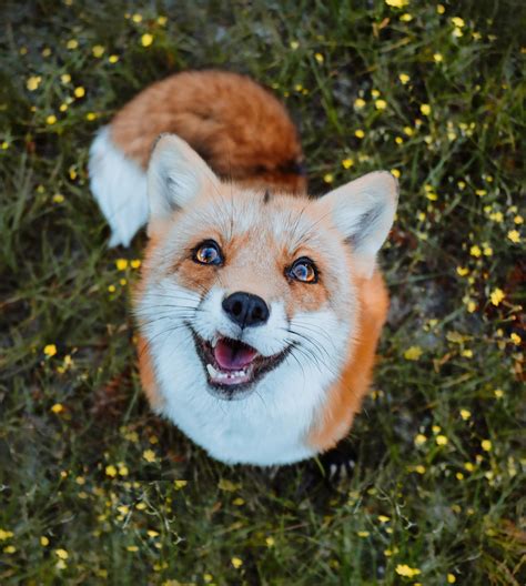 🔥 40 Juniper Fox Wallpapers Wallpapersafari