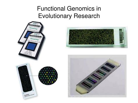 Ppt Understanding Microarray Technology In Evolutionary Research