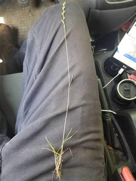 Wondering What Type Of Grass This Is Has Clasping Auricles Rgrass