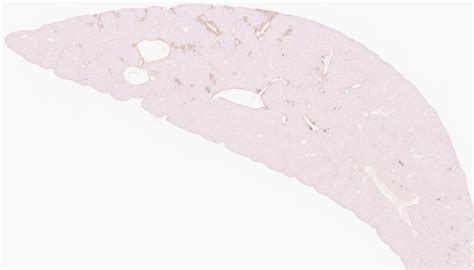 Helix Auto CHP Collagen Hybridizing Peptide Biotin Conjugate For Automated Staining