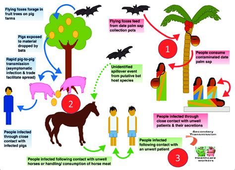 Schematic Representation Of Three Modes Of Nipah Virus Spread 1 Download Scientific Diagram