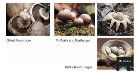 Basidiomycota Flashcards Quizlet