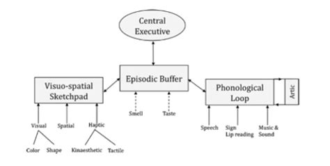 The Working Memory Model Flashcards Quizlet