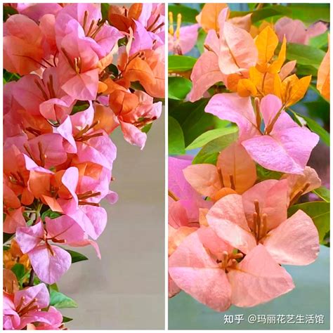 5个适时，春季三角梅要这样正确养护，才能花繁叶茂 知乎