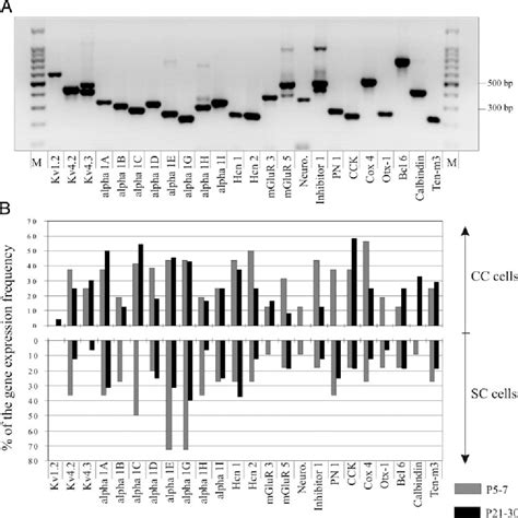 Figure 2 From Two Populations Of Layer V Pyramidal Cells Of The Mouse Neocortex Development And