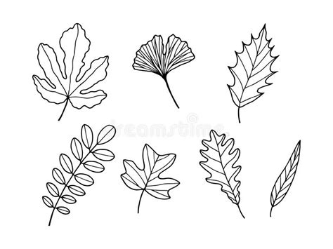 Fig Tree Outline Stock Illustrations 401 Fig Tree Outline Stock