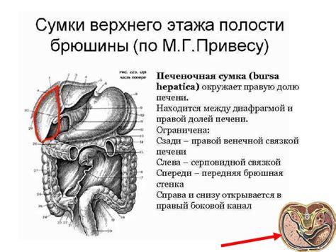 Топографическая анатомия брюшной полости Занятие №12 презентация онлайн