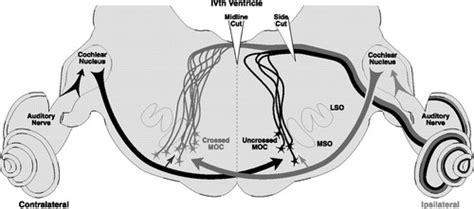 Contralateral Noise Effects On Cochlear Responses In Anesthetized Mice