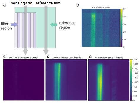 Fluorescent Excitation Using Waveguide Interferometer A Illustration