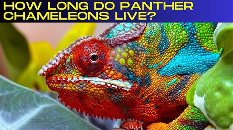 How Long Do Panther Chameleons Live Chameleon Academy