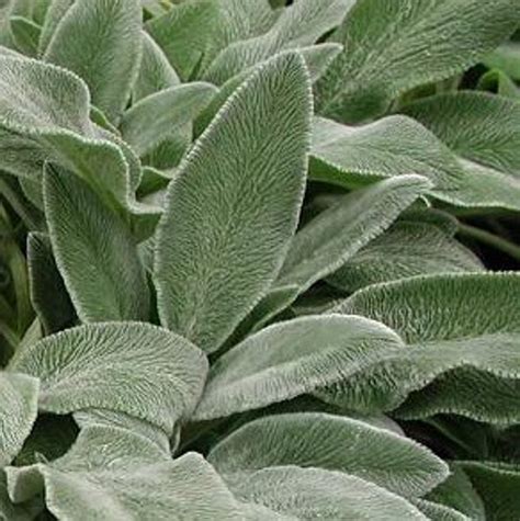 Stachys Lanata Byzantina Fuzzy Wuzzy Lambs Ear 18ct