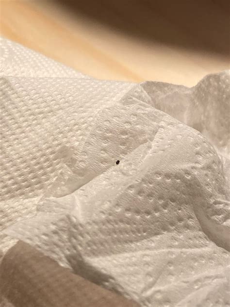 請益 請問這個是什麼蟲 昆蟲板 Dcard