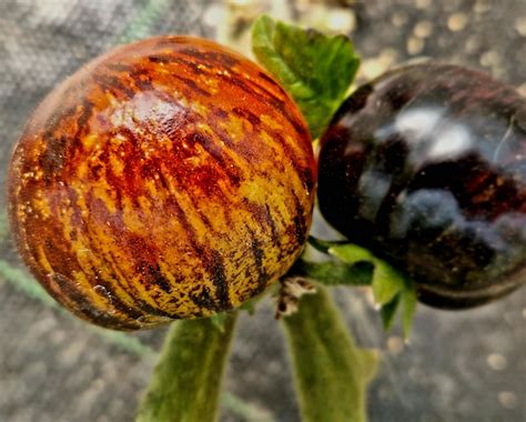 Heirloom Tomato Galette Rorganicgardening