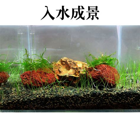 鱼缸造景莫斯定植火山石大三角莫斯活体前景水草水族箱微景观装饰 虎窝淘