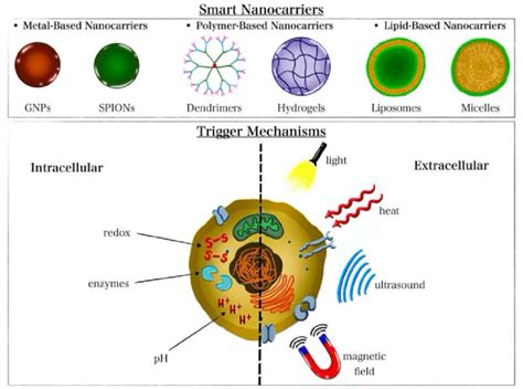 Illustration Of The Different Nanocarrier Types And Release Triggering