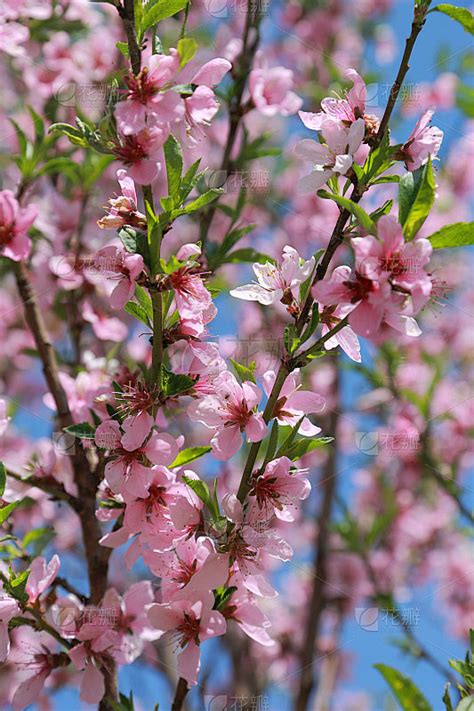 盛开的桃花，选择性聚焦