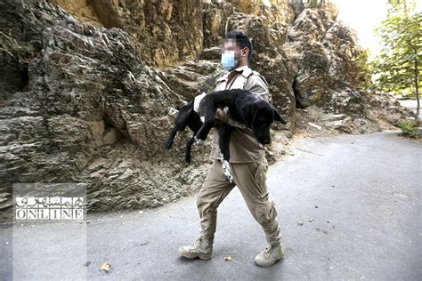 همشهری آنلاین تصاویر سگ‌های ولگرد تهران چگونه جمع‌آوری می‌شوند؟