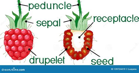 Internal And External Structure Of Raspberry Aggregate Fruit Cartoon