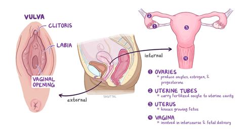 Anatomy Of The Female Reproductive Organs Of The Pelvis Osmosis