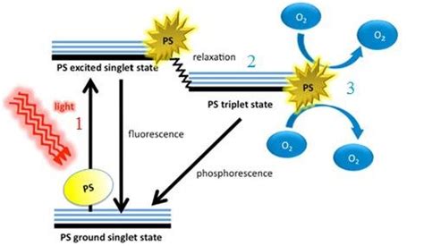 Schematic Illustration Of Singlet Oxygen Generation Absorption Download Scientific