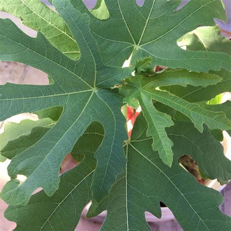 Nancy Hằng Sung Mỹ Đà Nẵng Da Nang