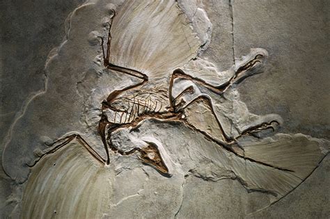 Archaeopteryx May Have Flown In Short Bursts Like Modern Day Pheasants The Wire Science