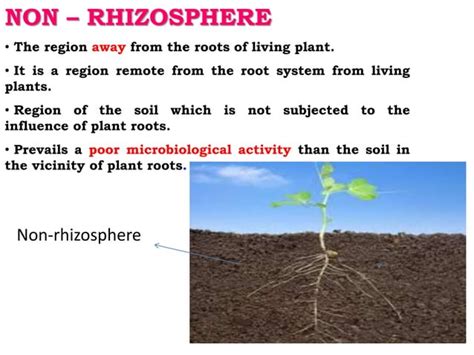 Plant Microbe Interaction Pptx