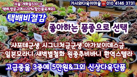 가시와다육이마을 평균가2만원다육을3개 고르세요택비포함고급종 빨강다육 금다육 시그니처금 샤포테군생등succulents Plant 多肉植物 Youtube