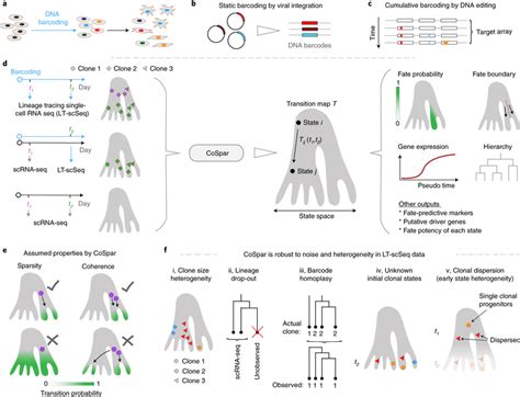 Integrative Analysis Of Lineage Tracing And Transcriptome Data A Download Scientific Diagram