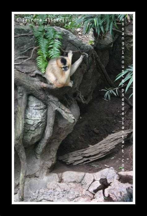 Fuzzy Monkey By Exsanguinouscorpse On Deviantart