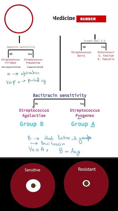 Microbiology Short Streptococcus Classification Tricks Shorts Short