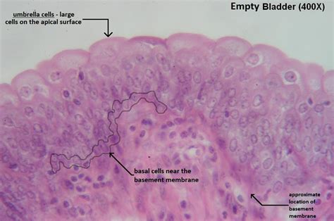 Transitional Epithelium Labeled Basement Membrane