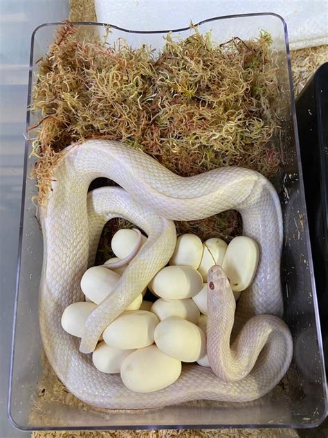Egg Laying Hide White Python™ For Modern And Innovative Reptile Keeping