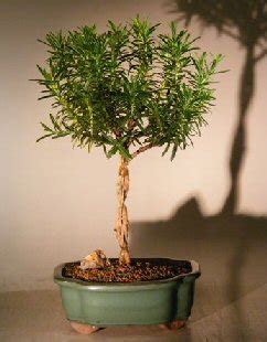 Flowering Rosemary Bonsai Treethree Tree Braided Trunk Rosmarinus