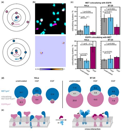 Single Molecule Super Resolution Microscopy Reveals Heteromeric Complexes Of Met And Egfr Upon
