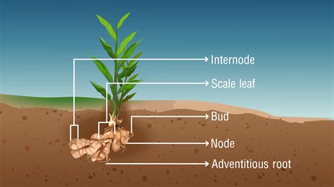 Modified Stem Of A Plant Examples