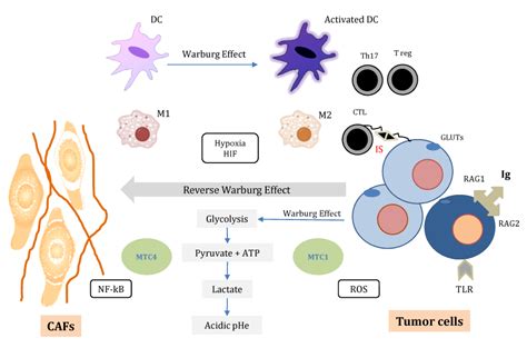 Cancer Metabolic And Immune Reprogramming The Intimate Interaction