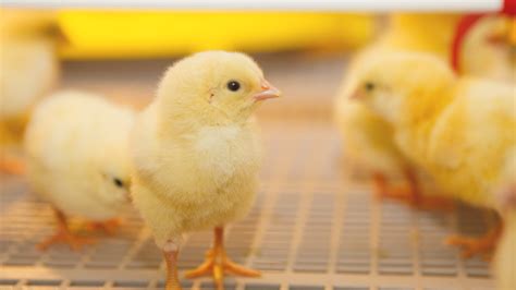 Главная - Акашево